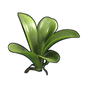 Orchid Clone • Rust Wiki