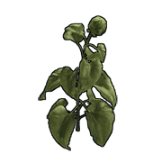 Sunflower Clone • Rust Wiki