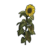 Sunflower • Rust Wiki