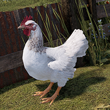 Domestic Chicken • Rust Wiki