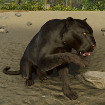 Panther • Rust Wiki