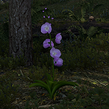 Wild Orchid • Rust Wiki