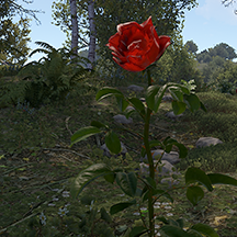 Wild Rose • Rust Wiki