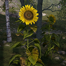 Wild Sunflower • Rust Wiki